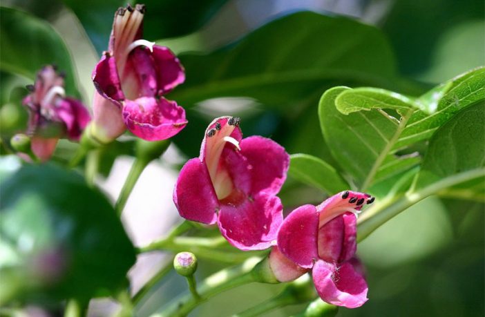 Rind - Definition of Rind