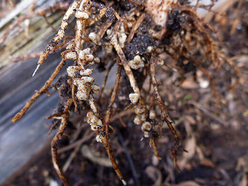 Root Nodules Definition Of Root Nodules Root Nodules Definition Of Root Nodules