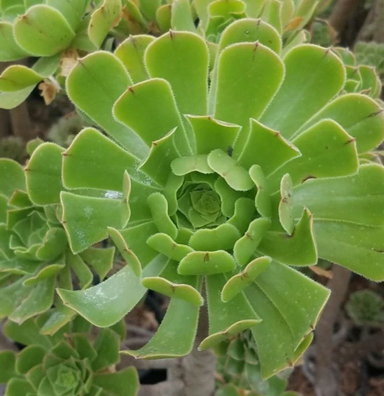 Rosette - Definition of Rosette