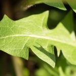 Runcinate - Definition of Runcinate