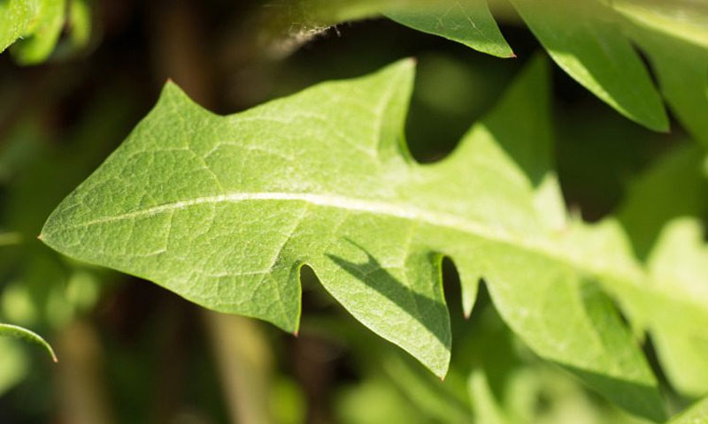 Runcinate - Definition of Runcinate