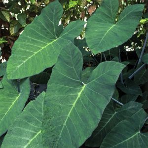 Sagittate - Definition of Sagittate