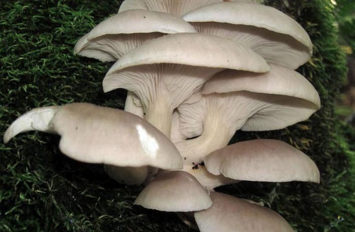 Saprophyte - Definition of Saprophyte