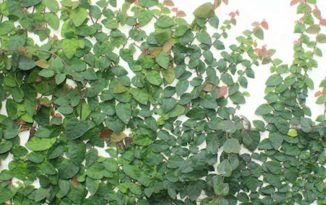 Scalloped - Definition of Scalloped