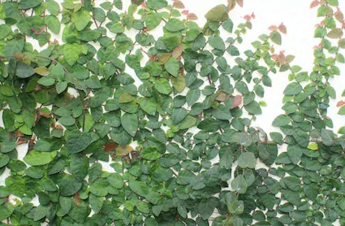 Scalloped - Definition of Scalloped