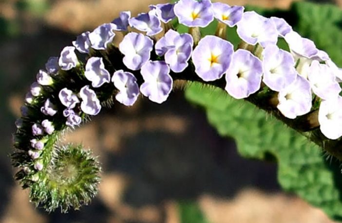 Scorpioid cyme - Definition of Scorpioid cyme