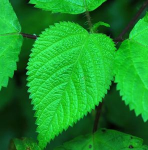 Serrate - Definition of Serrate