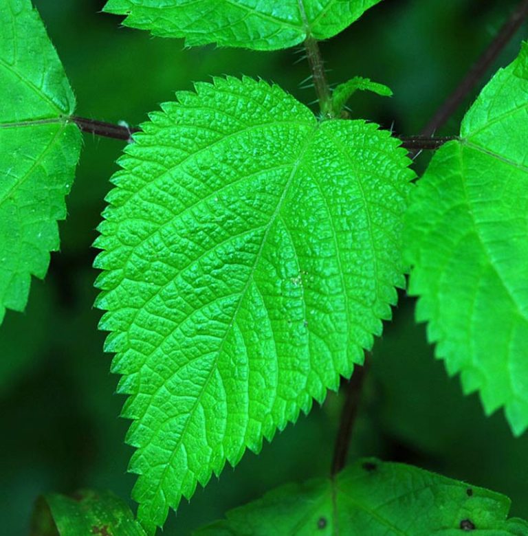 Serotiny - Definition of Serotiny