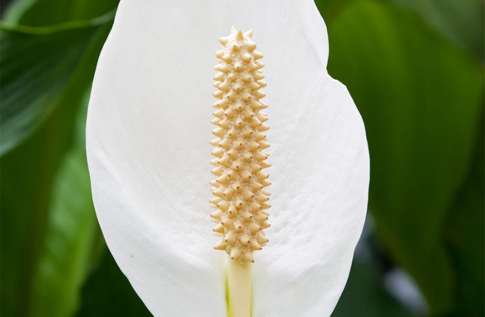 Spadix - Definition of Spadix