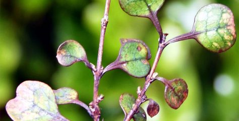 Spatheole - Definition of Spatheole