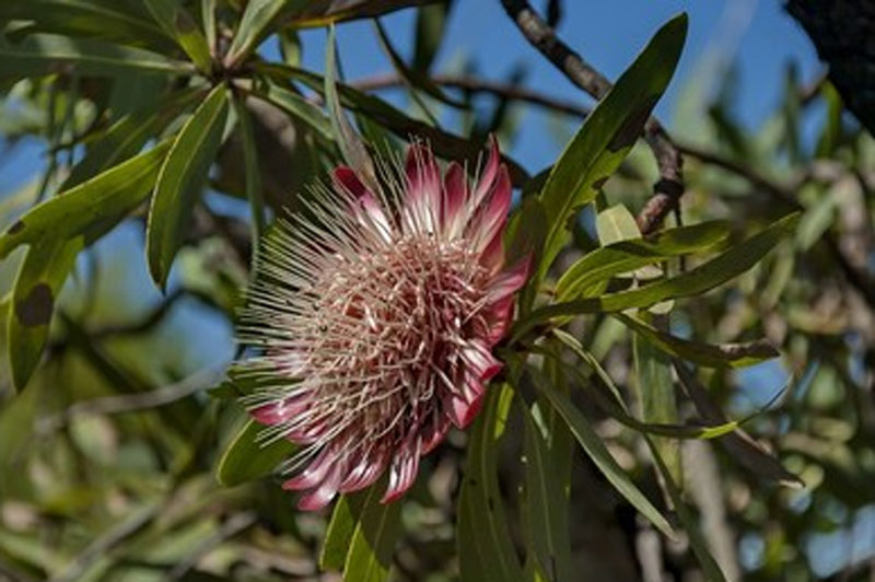 Spiniform - Definition of Spiniform