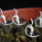 Spur - Definition of Spur