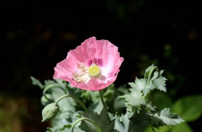 Sterigma - Definition of Sterigma