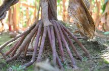 Stilt roots - Definition of Stilt roots