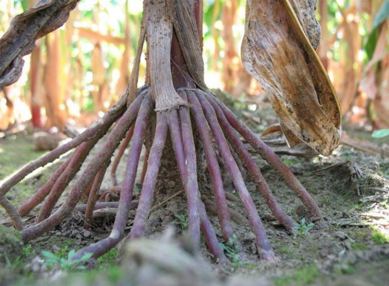 Stilt roots - Definition of Stilt roots