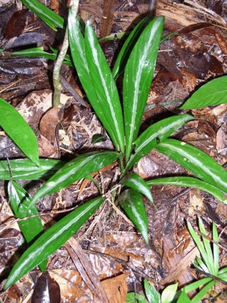 Stramineous - Definition of Stramineous