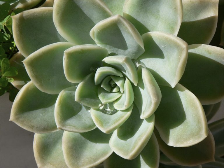 Succulent - Definition of Succulent