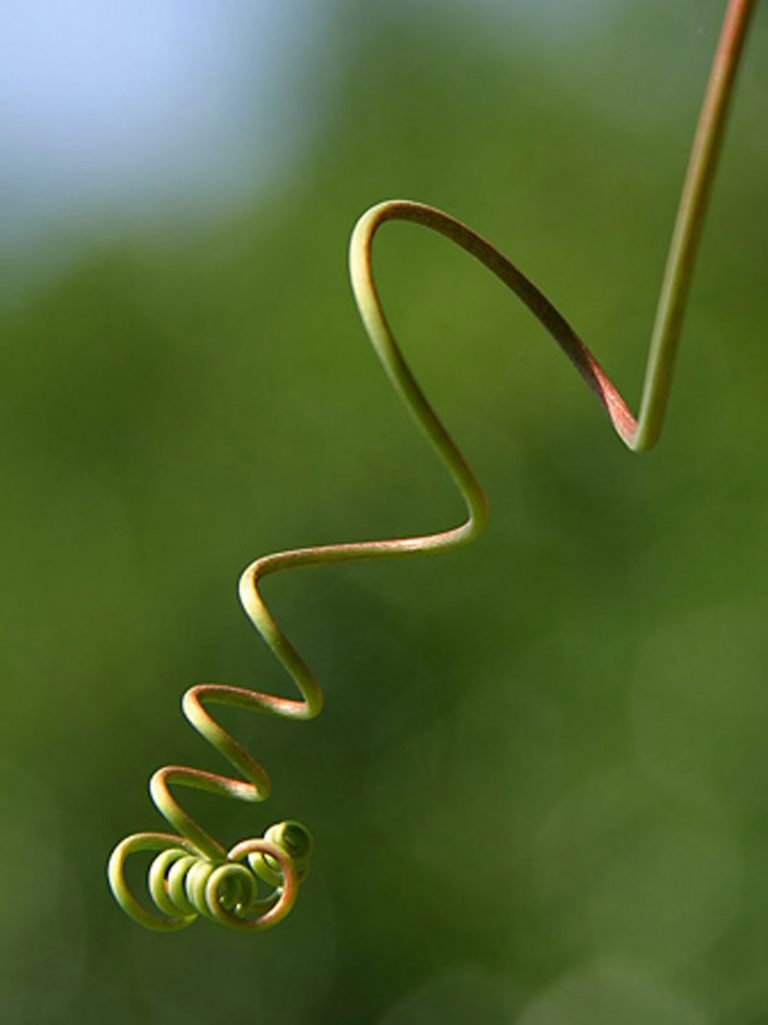 Tendril - Definition of Tendril