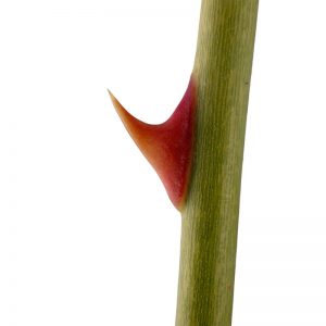 Thigmotaxis - Definition of Thigmotaxis