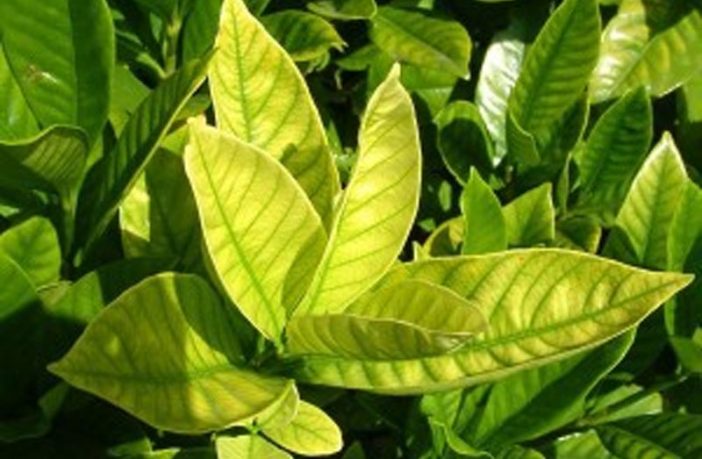 Trabeculate - Definition of Trabeculate