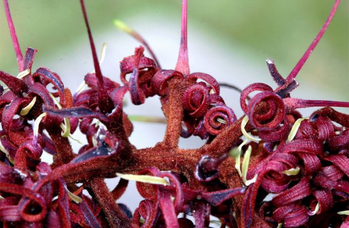 Velar - Definition of Velar