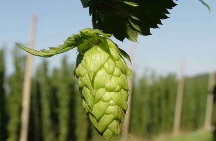 Hops - Definition of Hops
