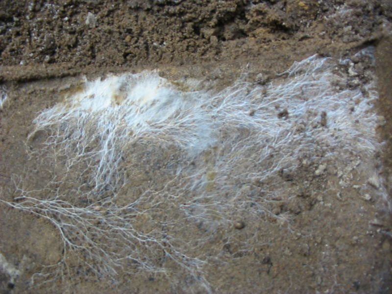 Mycelium - Definition of Mycelium