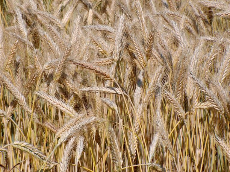 Triticale - Definition of Triticale