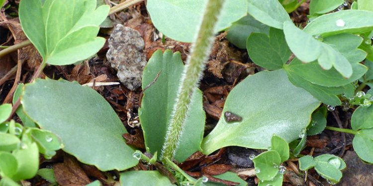 Basal leaves - Definition of Basal leaves