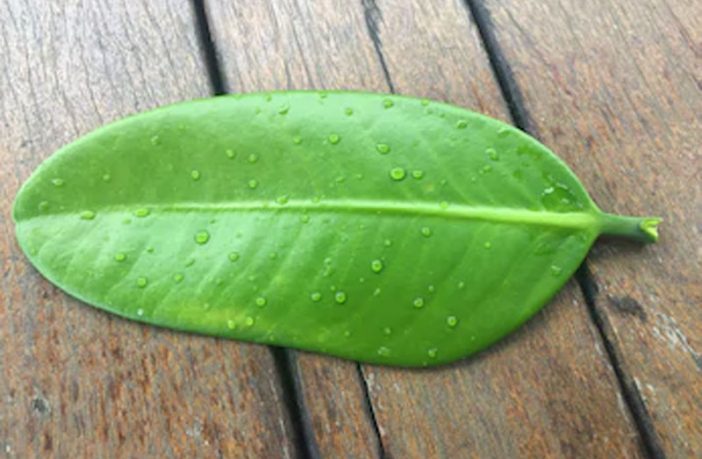 Elliptical (leaf) - Definition of Elliptical (leaf)