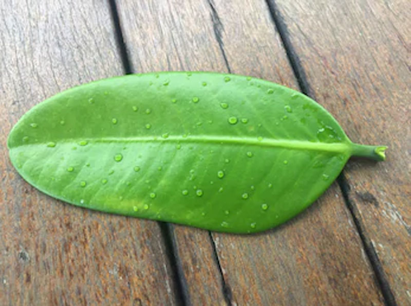 Elliptical leaf Definition Of Elliptical leaf Elliptical leaf Definition Of Elliptical leaf