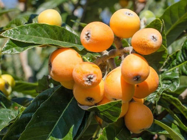 Loquat - Definition of Loquat