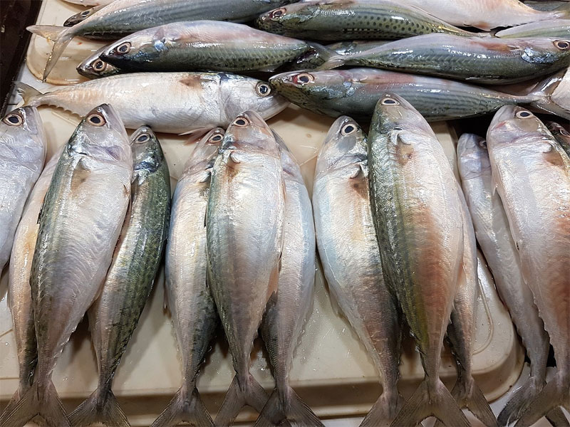 Mackerel Definition Of Mackerel