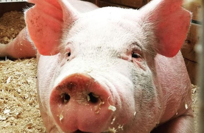 Pig - Definition of Pig