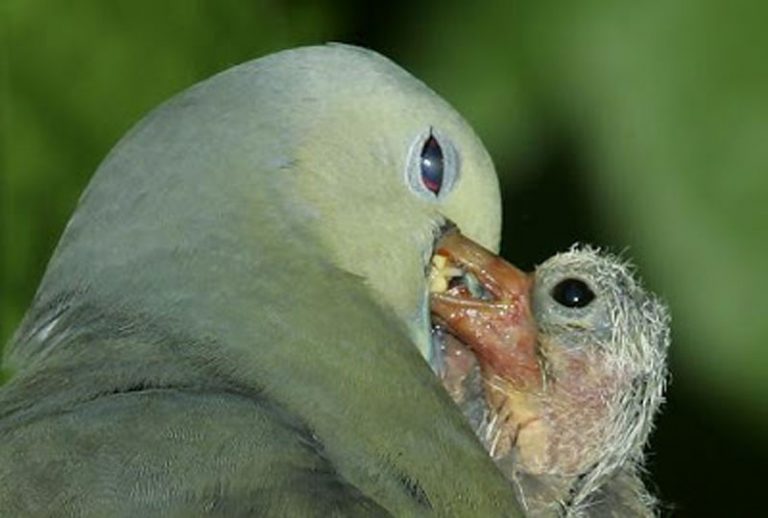 Pigeon's milk - Definition of Pigeon's milk