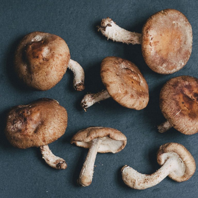 Shitake - Definition of Shitake