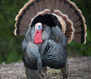 Turkey - Definition of Turkey