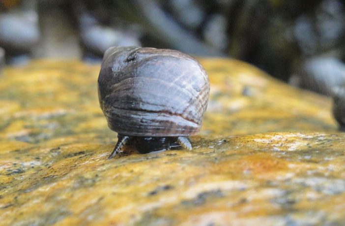 Winkle - Definition of Winkle