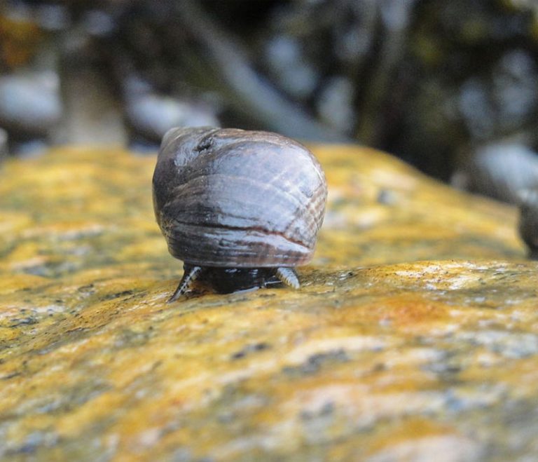 Winkle - Definition of Winkle