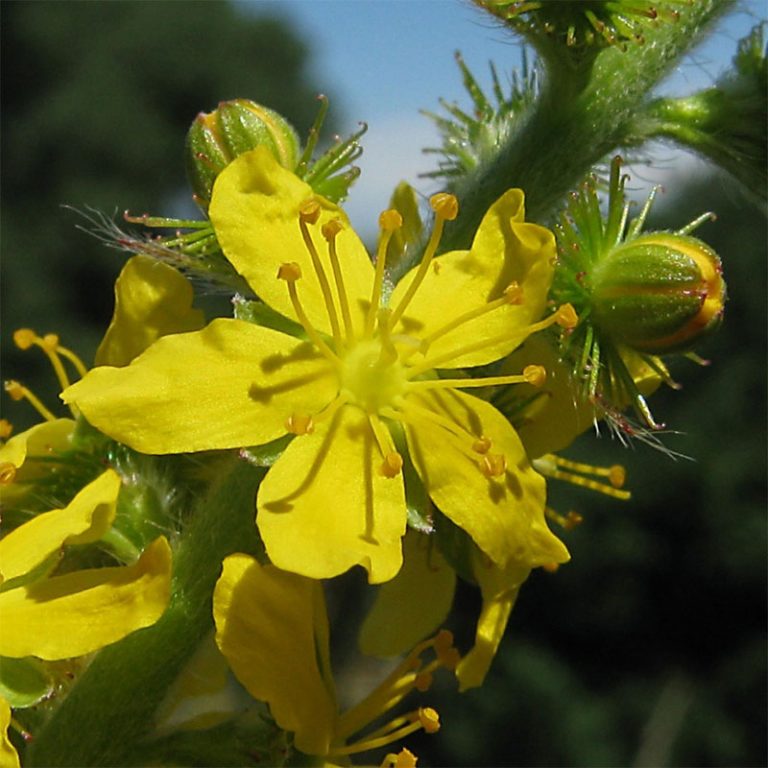 Agrimony - Definition of Agrimony