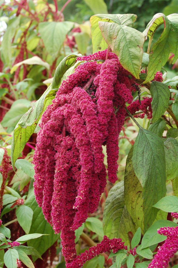 Amaranth - Definition of Amaranth