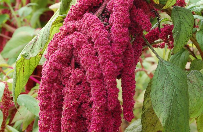 Amaranth - Definition of Amaranth