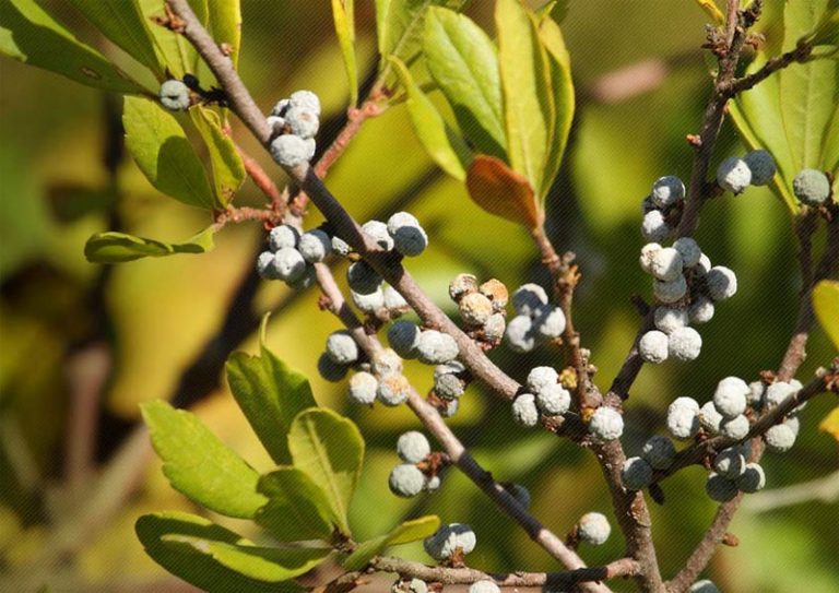 Bayberry - Definition of Bayberry