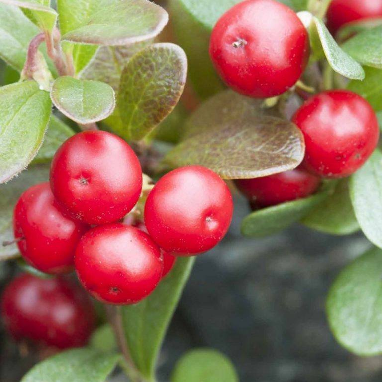 Bearberry - Definition of Bearberry