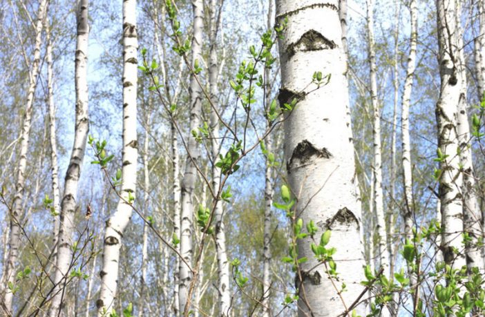 Birch - Definition of Birch