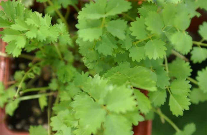 Burnet - Definition of Burnet