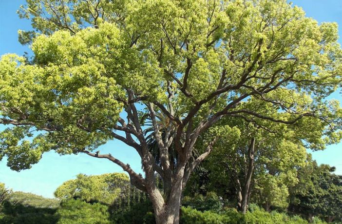 Camphor Tree - Definition of Camphor Tree