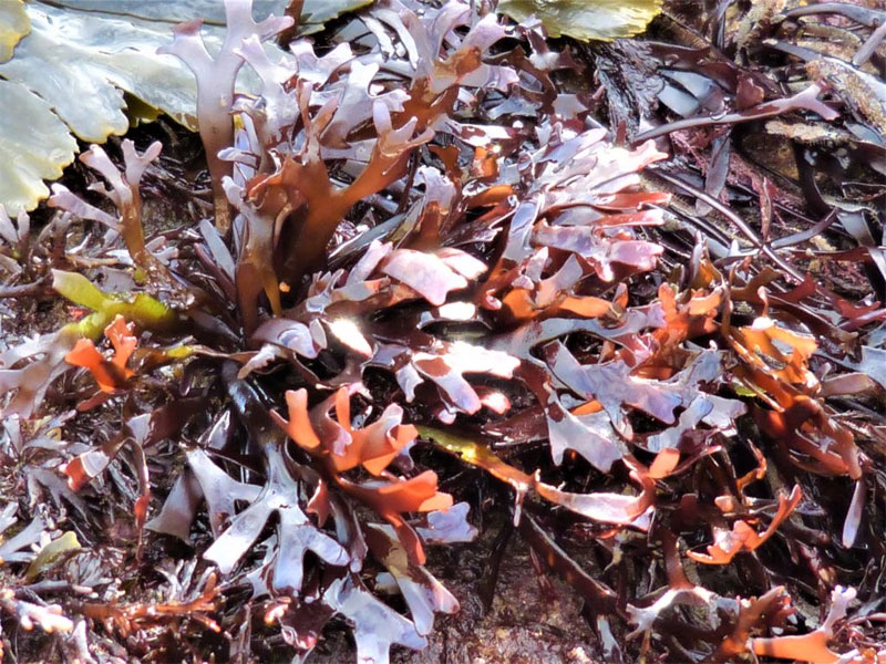 Seamoss Gel Gummies Organic Irish Moss (Sea Moss/carrageenan) Seaweed ...