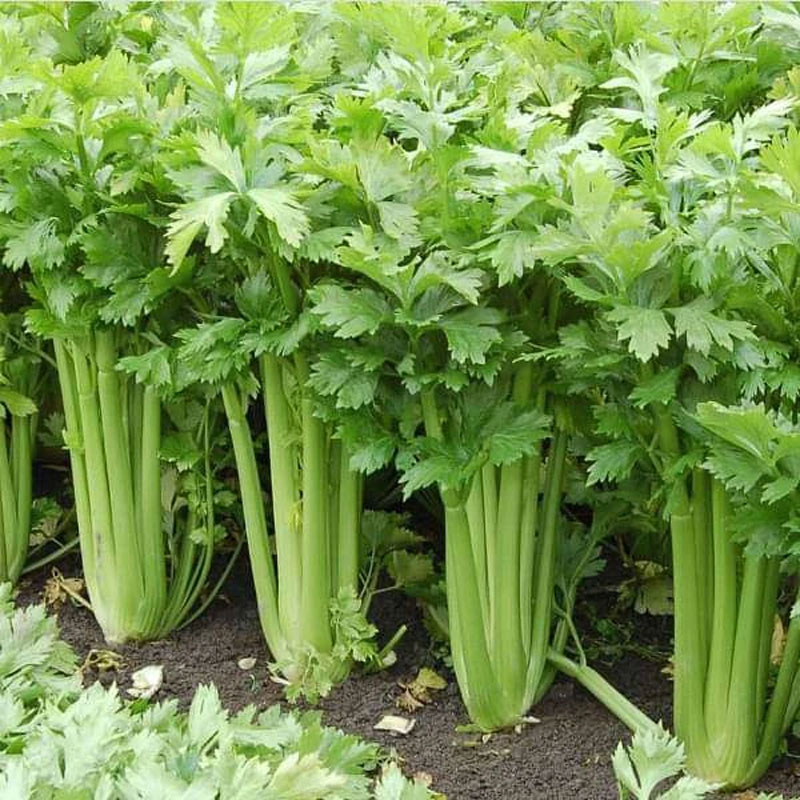 Celery Definition Of Celery Celery Definition Of Celery