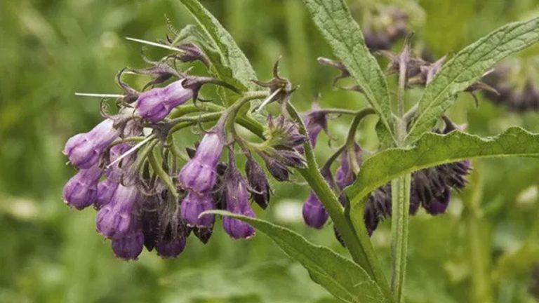 Comfrey - Definition of Comfrey